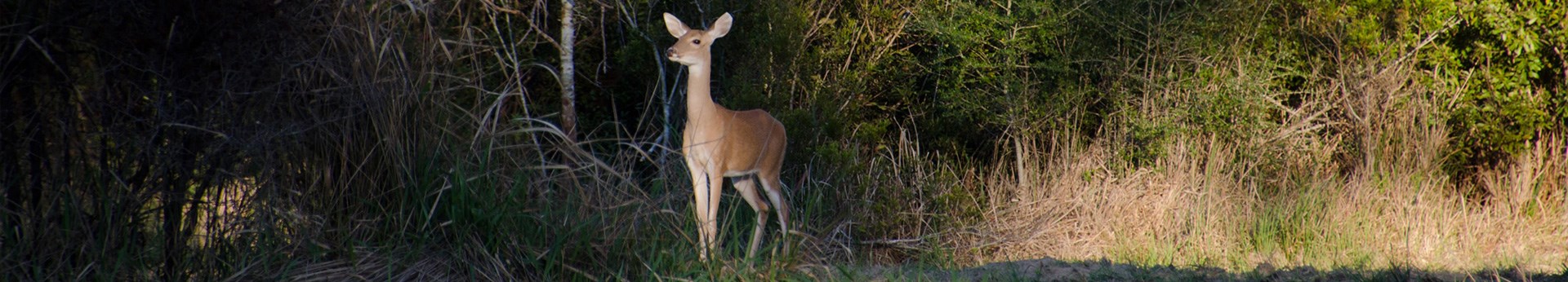 Rayonier Hunting | Learn More