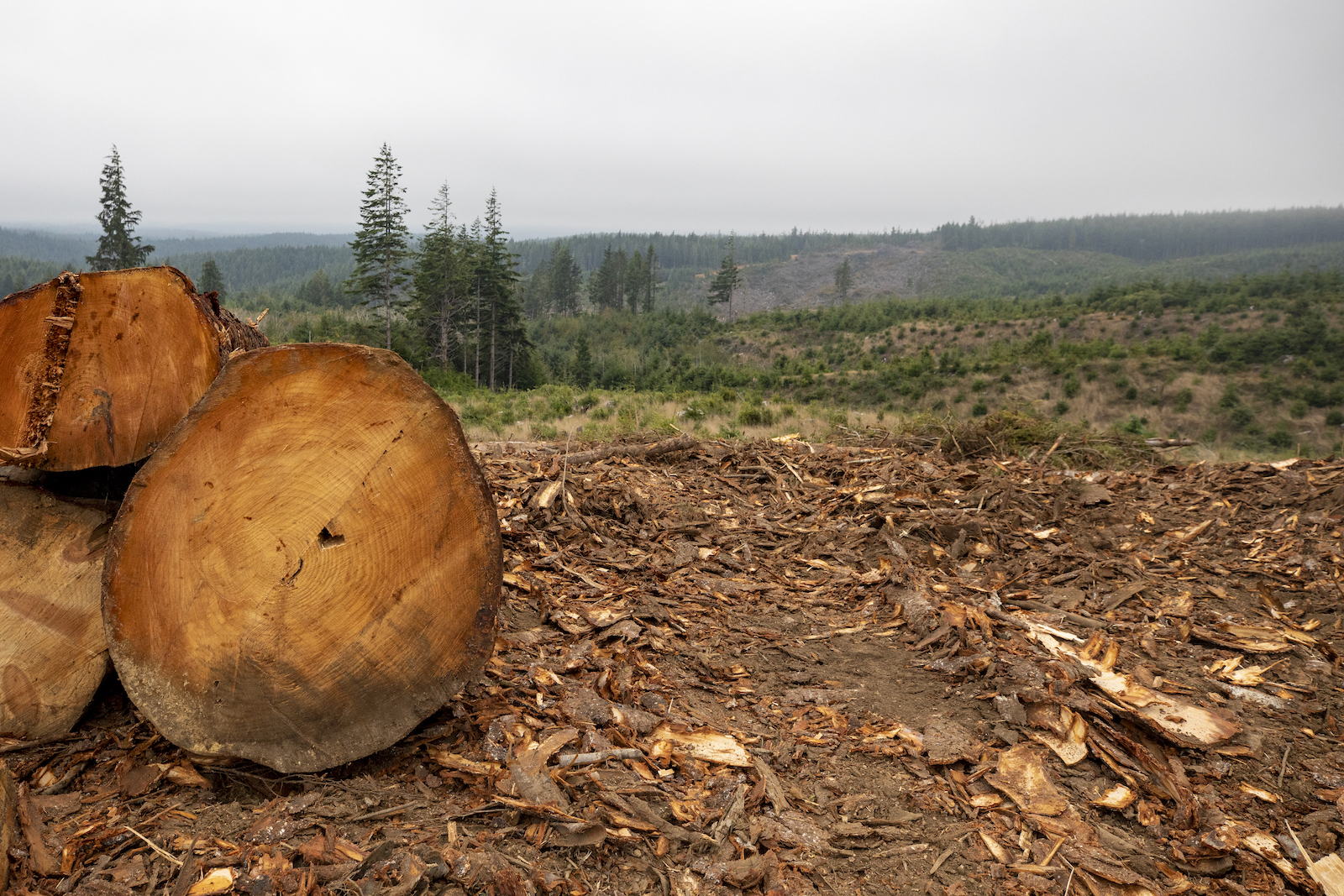 Rayonier Hunting | Learn More